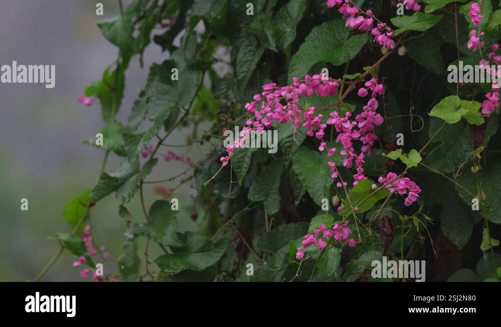 A zoom out of this lovely vine flowers under a heavy pouring of rain ...