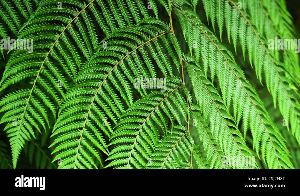 Lush green silver fern moving in breeze - symbol of New Zealand; close ...
