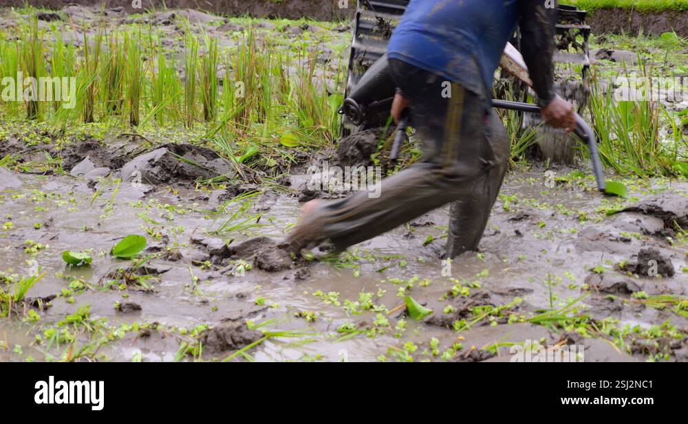 Man plows rice field in rain, walking behind two-wheeled tractor with ...