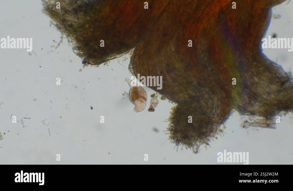 Microscopic aquatic animals Stock Videos & Footage - HD and 4K Video ...