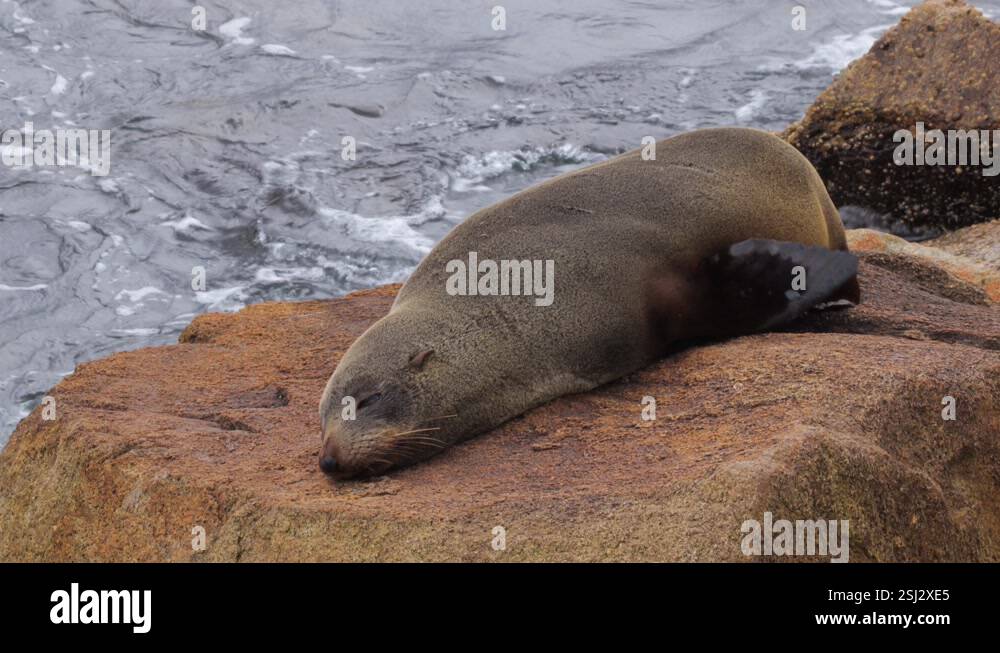 Seal laying down on rock by sea going to sleep. Narooma New South Wales ...