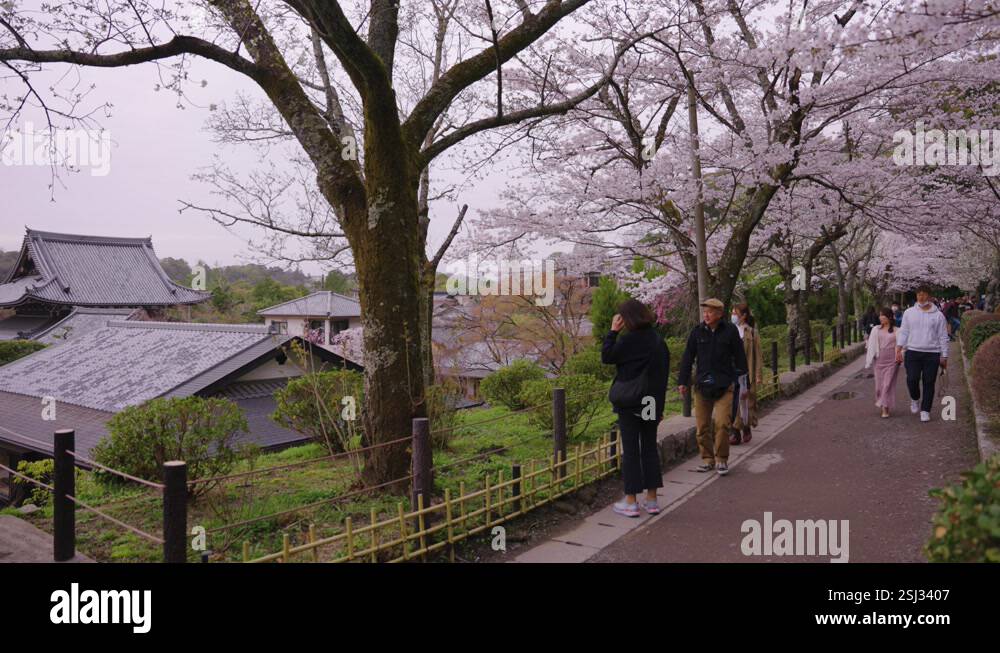Scenic Kyoto Walkway through Path of Philosophy in Spring Stock Video ...
