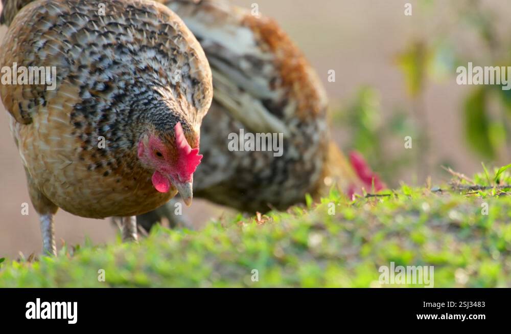 Close up chickens scratching and pecking grass foraging for food on ...
