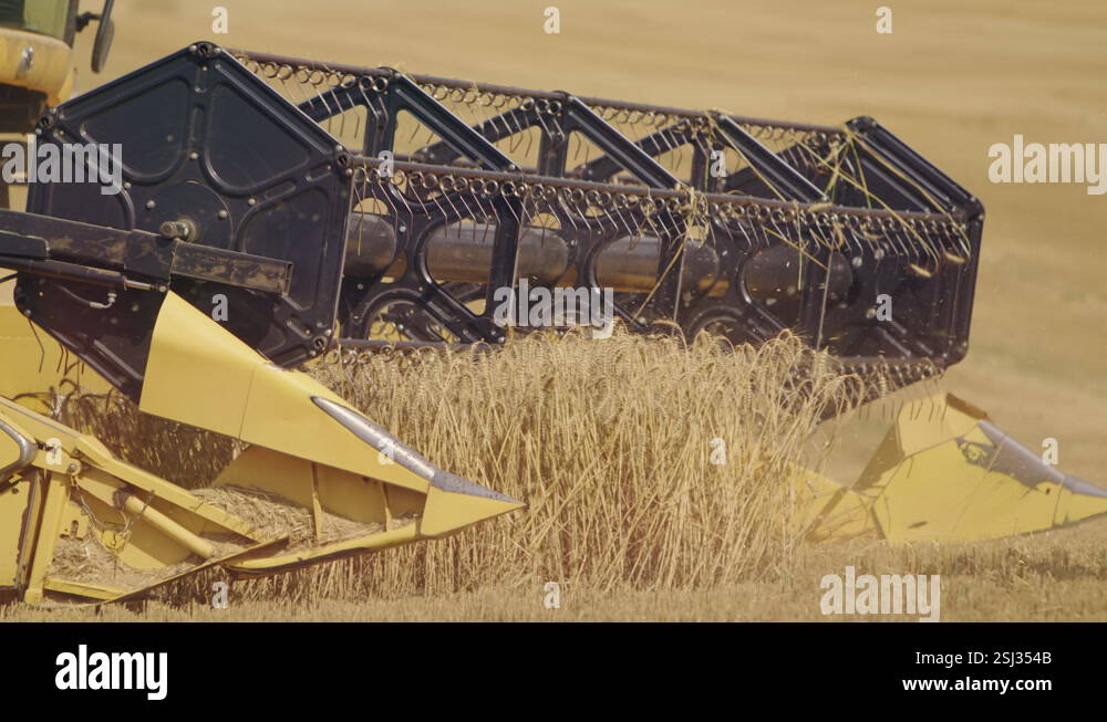 A close-up view of a combine harvester cutting and collecting wheat on ...