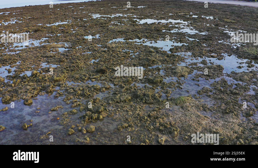 Rocks and water pools of shallow coastal seafloor revealed by low tide ...