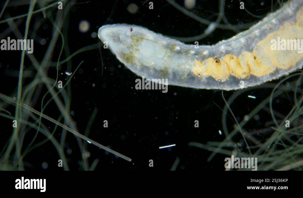 worm Nais sp. under a microscope, Naididae family, a subclass of ...