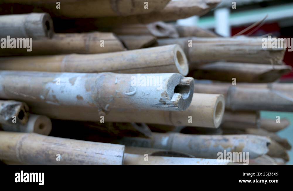 Bamboo stick poles to be used for scaffolding, construction and ...