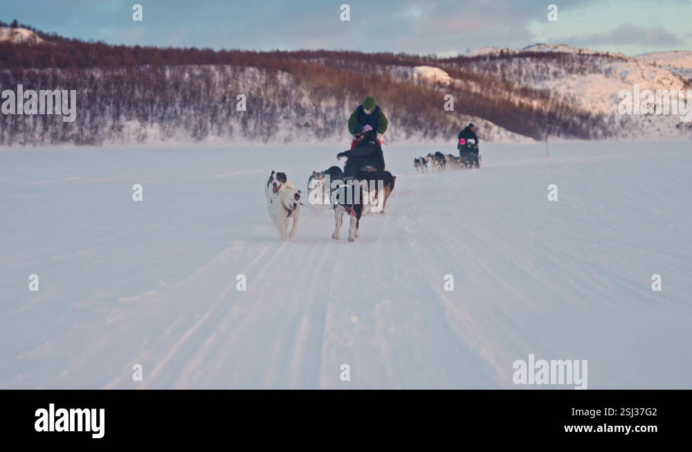 Slow Motion of Two Husky Sled Dog teams Pulling a Sled through the ...