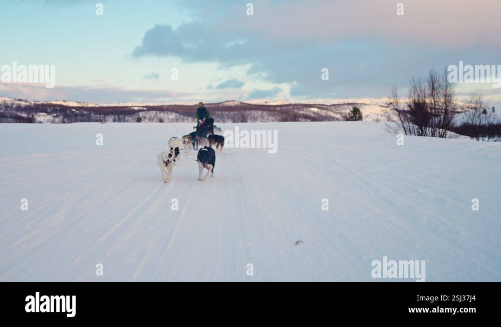 Two Husky Sled Dog teams Pulling a Sled through the Norwegian Snowy ...