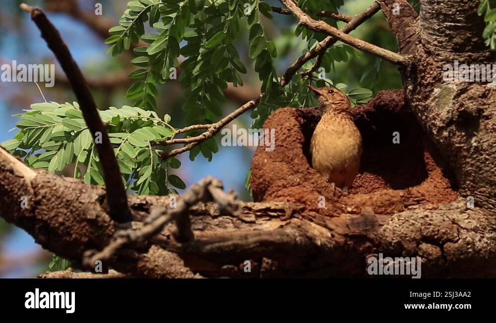 Static view of a little brown wild bird building a mud nest on a tree ...