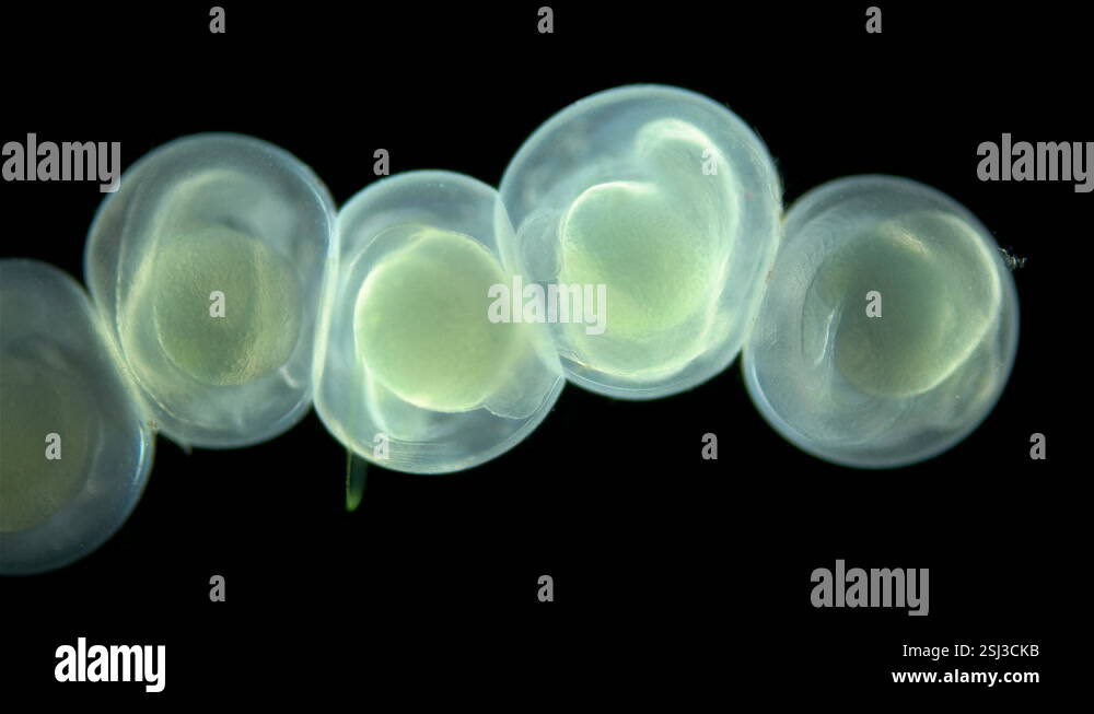 Caviar fish under a microscope, movement of formed embryo is noticeable ...
