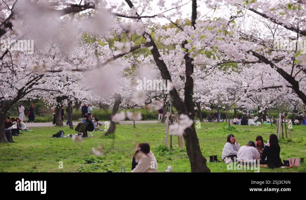 Flower Viewing Party in the Park "Hanami" Activity in Japans Spring ...