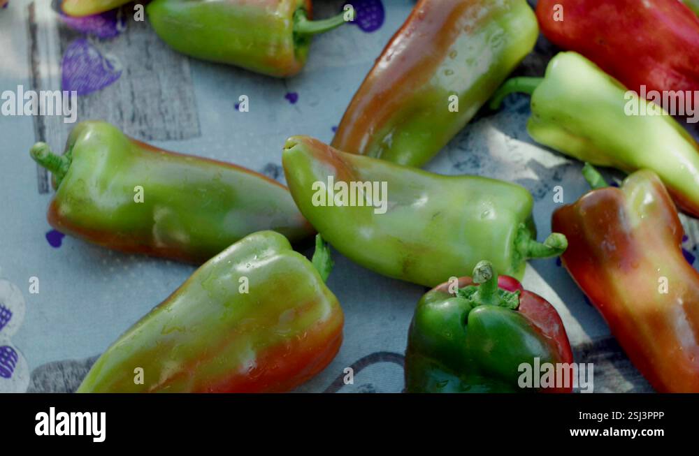 Many peppers of different shapes and colors on table, reveal tilt-up ...