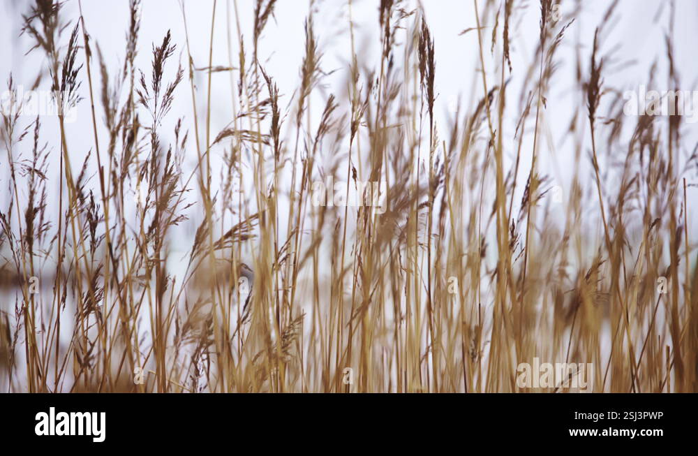The golden-yellow reed plants sway in the coastal breeze, captured in a ...