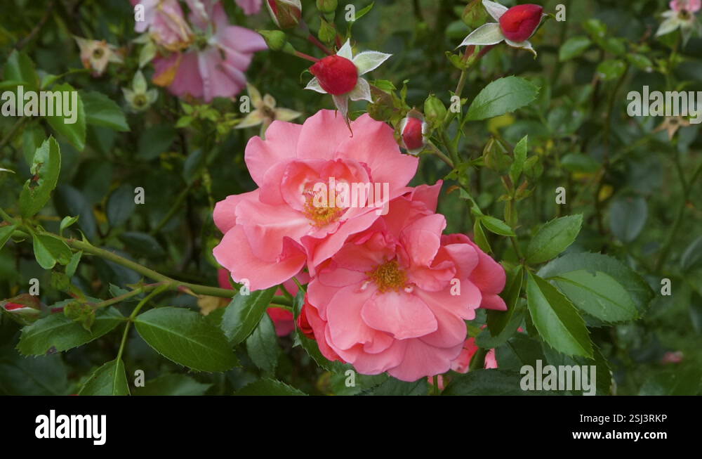 Pair of pink roses growing and blowing lightly in the summer breeze ...