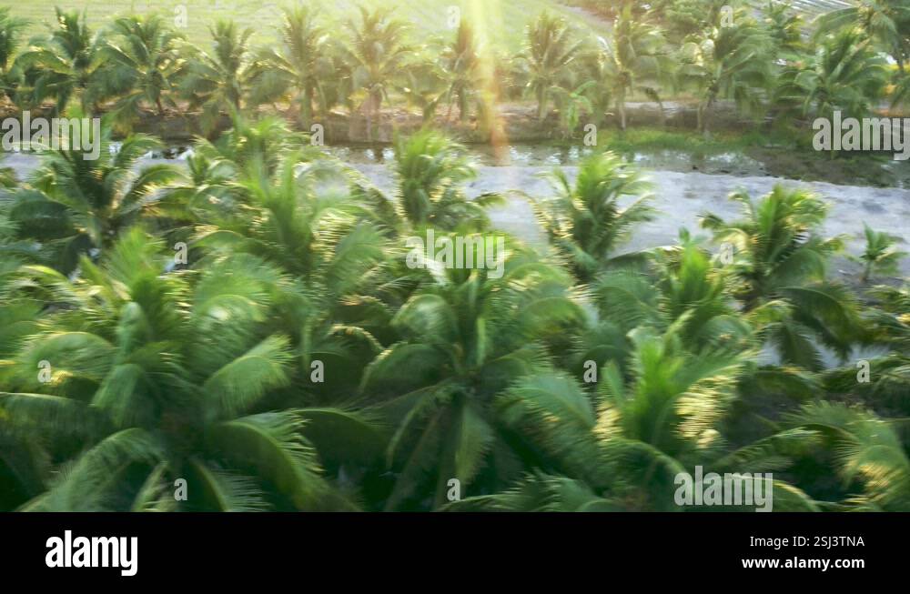 Aerial view drone fly over coconut trees, Green and yellow treetops ...