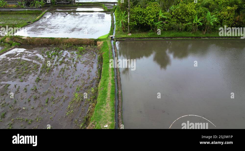 Rice Paddies on Water: Discovering Indonesia's Agricultural Traditions ...