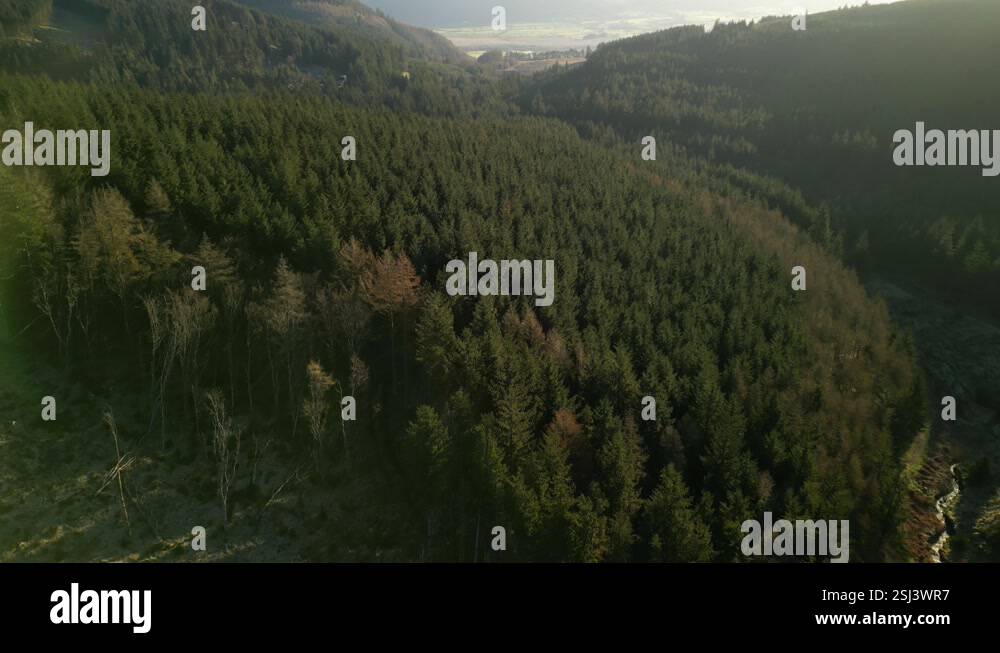 Flying over pine treetops at Whinlatter Forest towards valley entrance ...