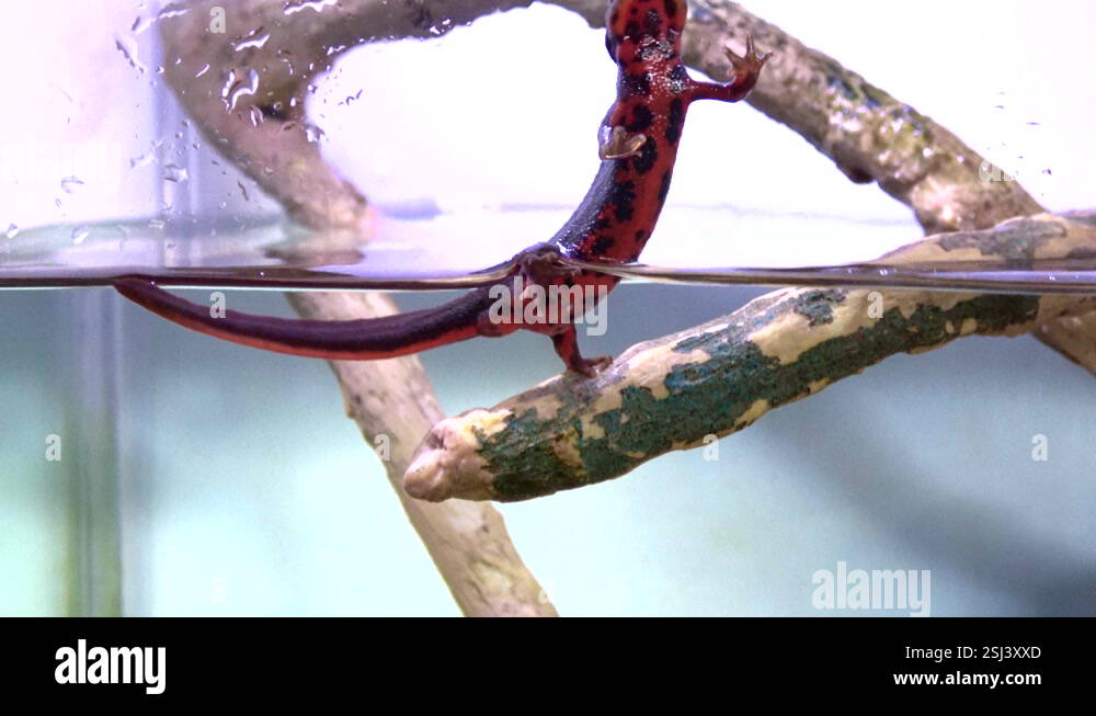 Japanese fire bellied newt trying to climb the wall of the water tank ...