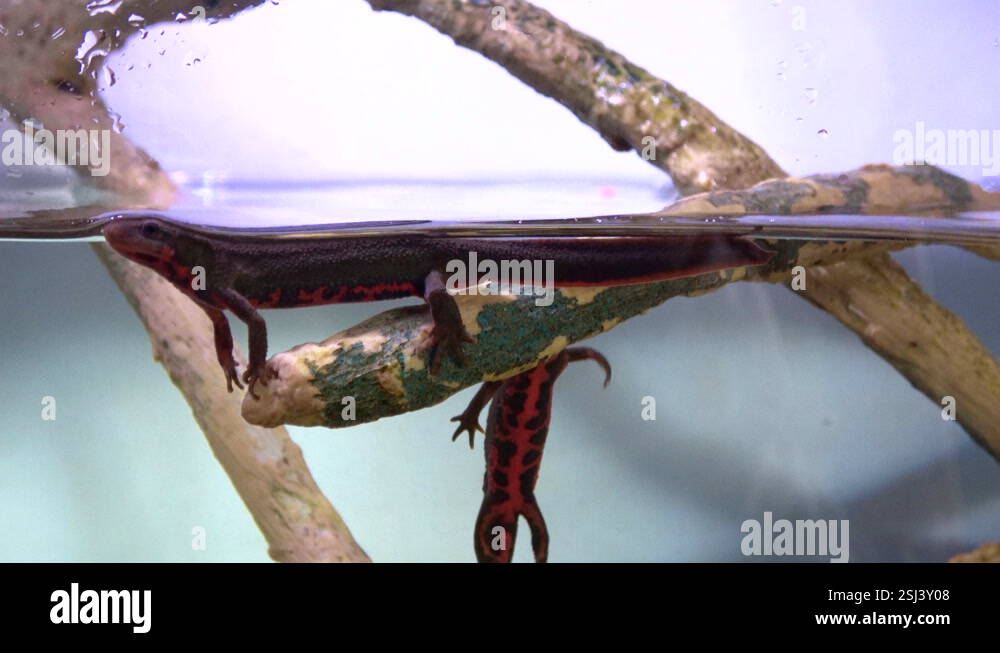 Japanese fire bellied newt trying to climb the wall of the water tank ...
