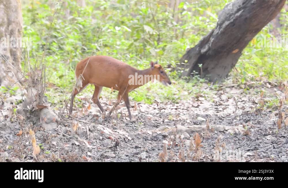 Barking deer running into the bushes after giving visitors a glimpse of ...