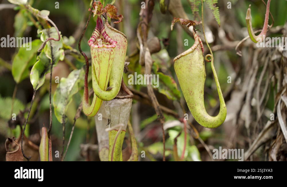 Species of tropical pitcher plant Stock Videos & Footage - HD and 4K ...