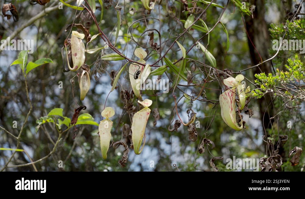 Endemic carnivorous plant species in Sulawesi, tropical forest ...