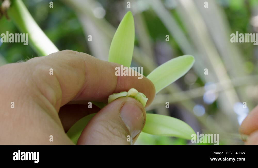 farmer pollinates vanilla flower by hand on plantation, orchid ...