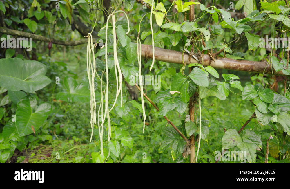 Chinese long bean on farm, asian vegetable garden, long-podded cowpea ...