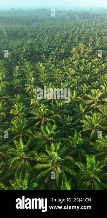 Wander through vibrant palm tree plantation for oil in Chumphon ...