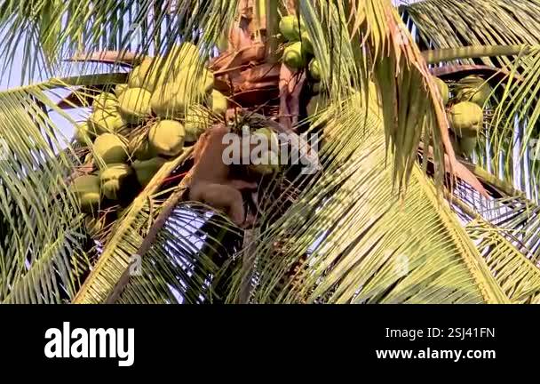 Witness the amazing sight of monkeys climbing coconut palms in Chumphon ...