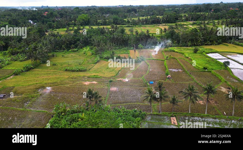 Rural Life in Indonesia: Villagers Cultivating Rice on Traditional ...