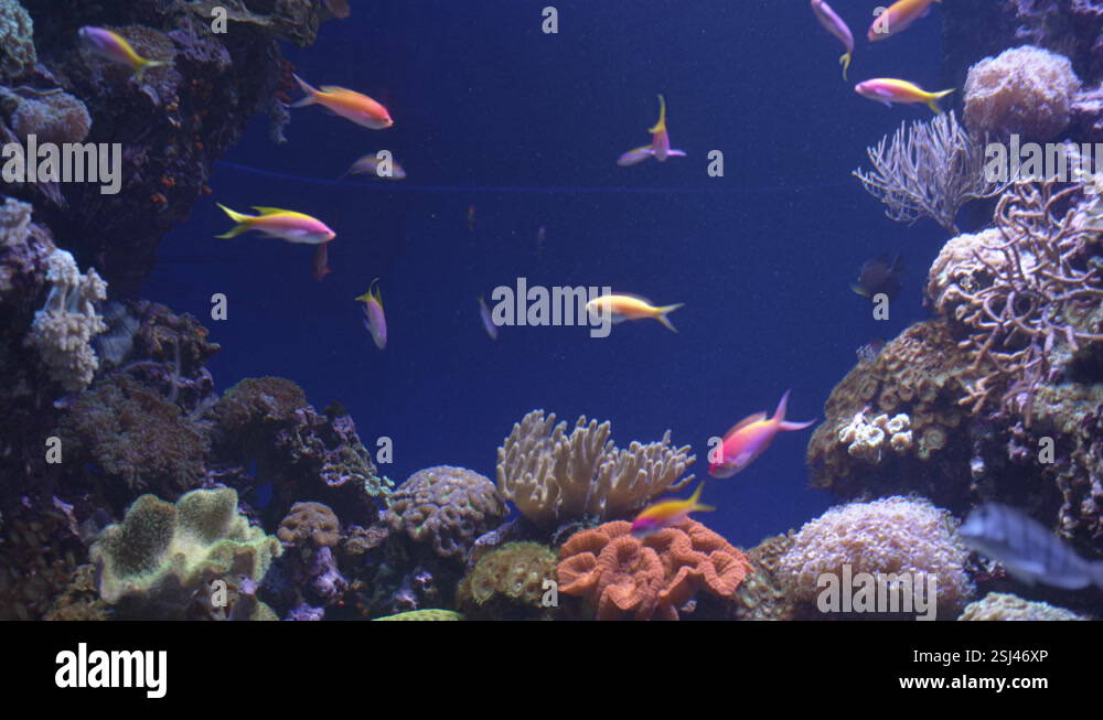 Tropical fish swim in coral aquarium like an early 2000s screen saver ...