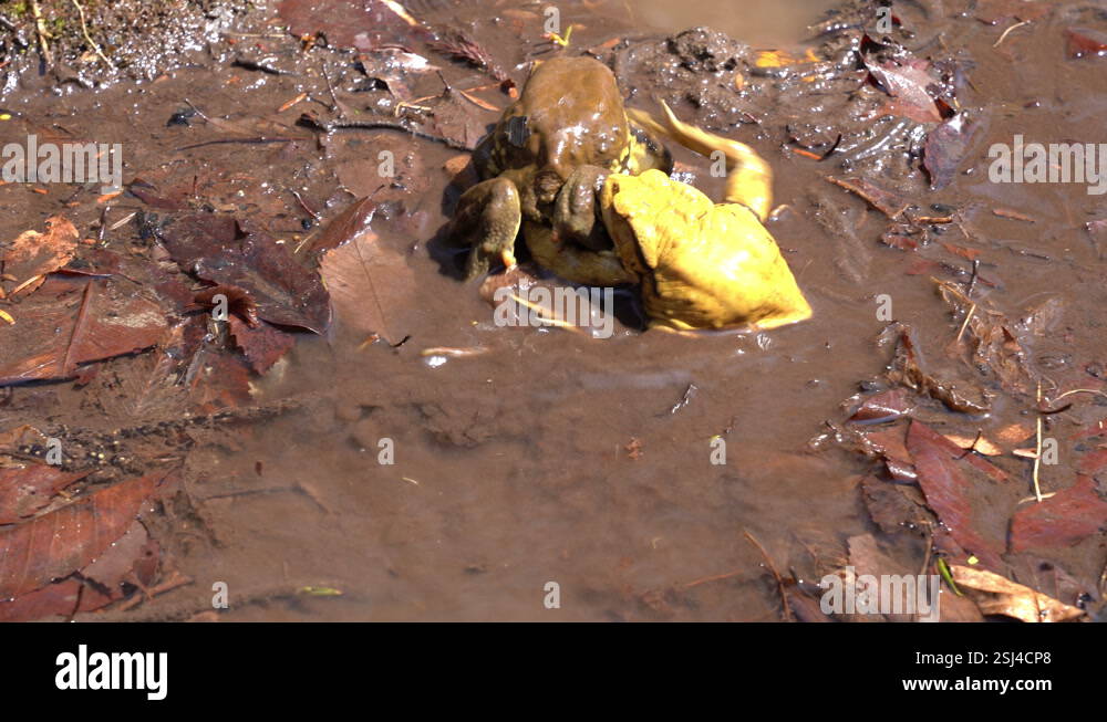 Japanese common toads competing to mate with a female toad Stock Video ...