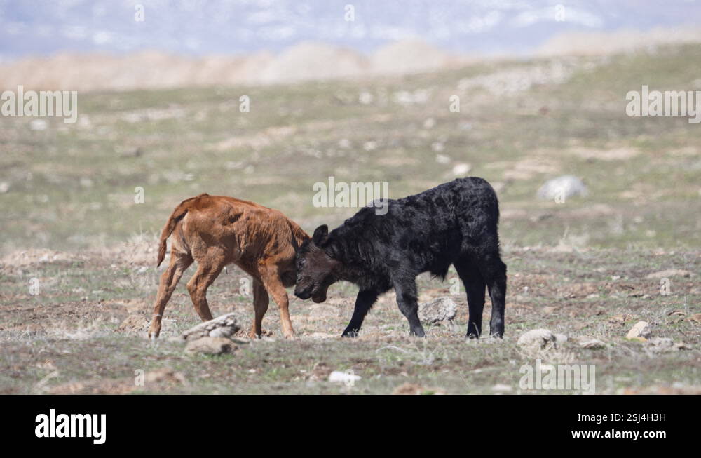 Cute baby cow calves butting heads and playing Stock Video Footage - Alamy