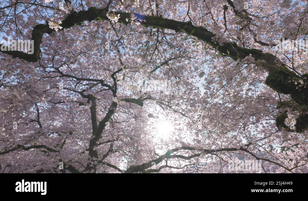 Cinematic Look at Flowers on Japanese Cherry Blossom Tree Stock Video ...