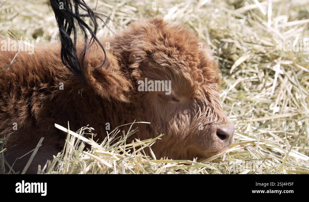 Highland cow calf napping in a straw pile Stock Video Footage - Alamy