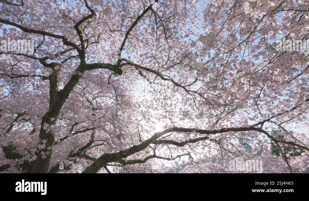 Cinematic Japanese Cherry Blossom Tree Background Stock Video Footage ...