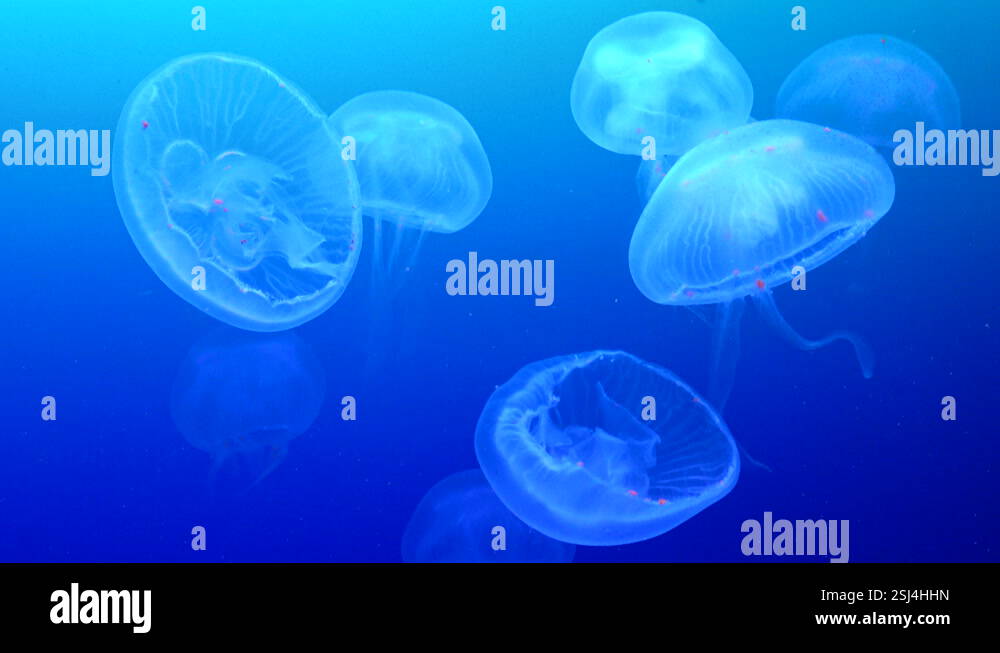Aurelia Aurita, Moon Jellies floating underwater. Saucer Jelly ...