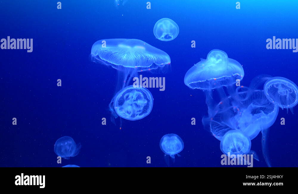 Aurelia Aurita, Moon Jellies floating underwater. Saucer Jelly ...