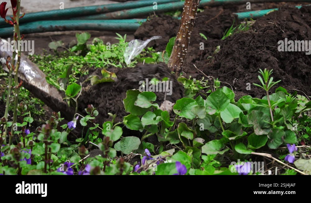 Man with a Shovel Digs Up a Fruit Tree with a Root for Transplanting ...