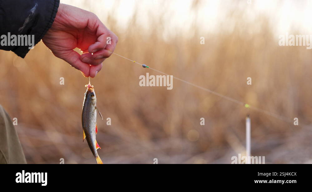 Fisherman fish catch Stock Videos & Footage - HD and 4K Video Clips - Alamy