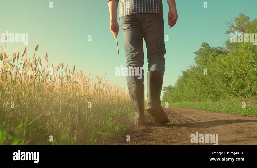 Farmers feet go in rubber boots in wheat field. Farmer works in rubber ...
