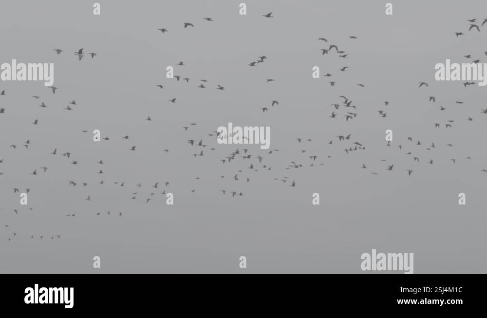 Flock of geese in flying. Flight with wild birds, with sound. Beautiful ...