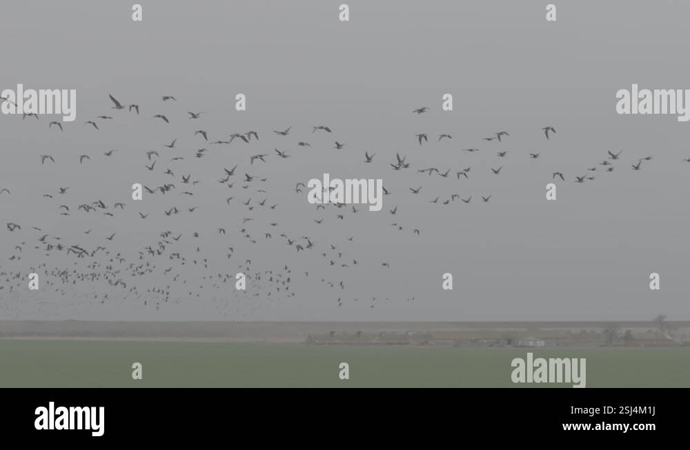 Flock of geese in flying over farm fields. Flight with wild birds, with ...