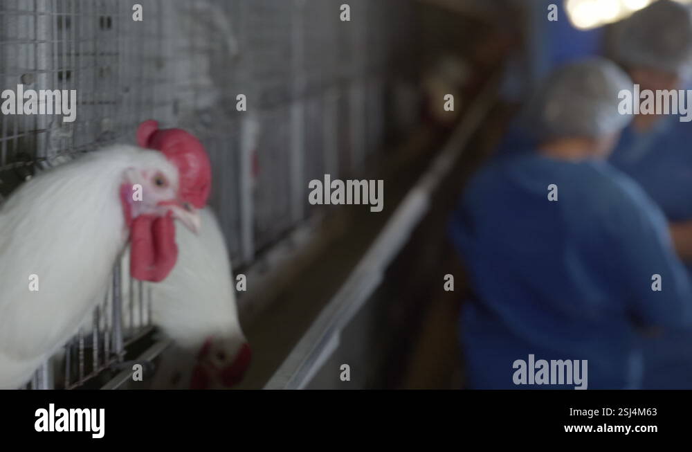 Chicken birds growing inside the poultry cages at agricultural farming ...