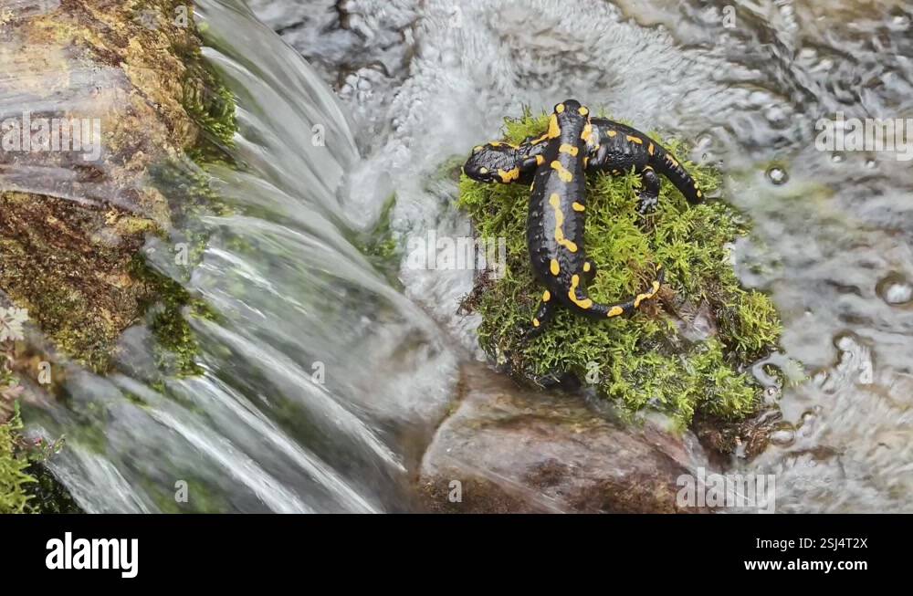The embrace between two salamanders (Salamandra salamandra Stock Video ...