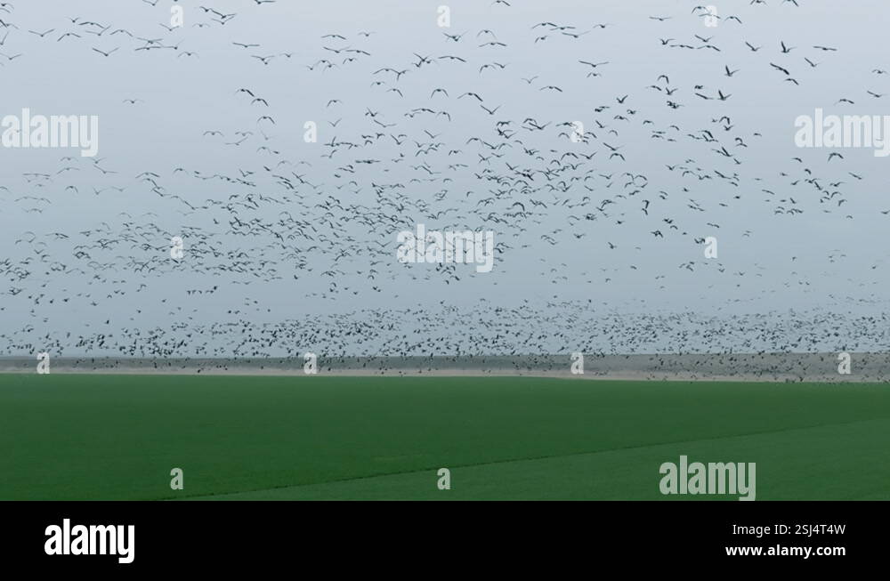 Flock of geese in flying over farm fields. Flight with wild birds, with ...