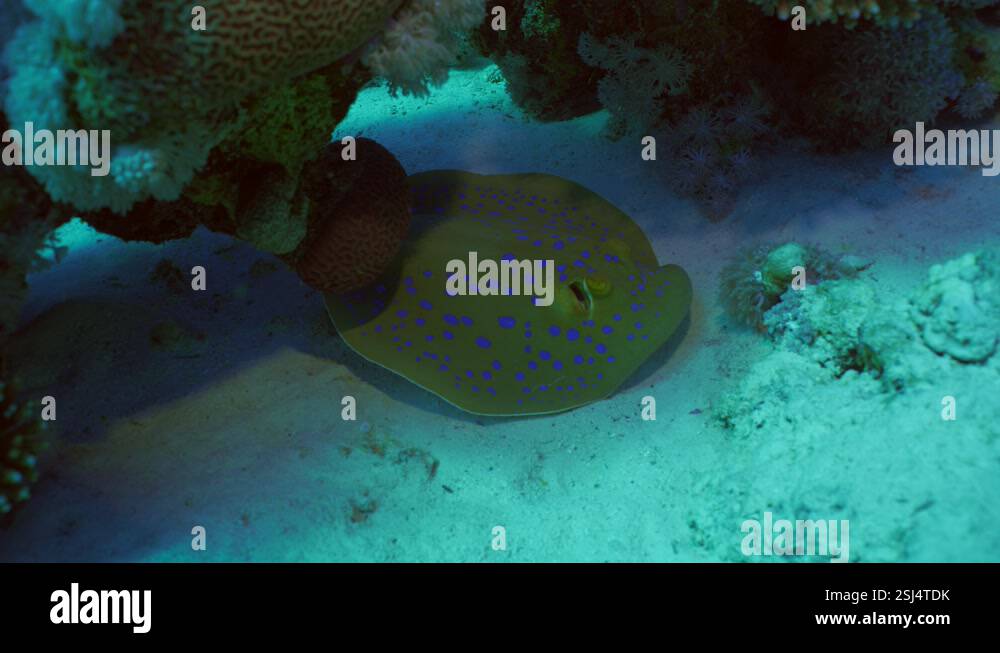 Blue spotted Stingray lies on sandy bottom in shadow of coral reef Stock Video Footage - Alamy