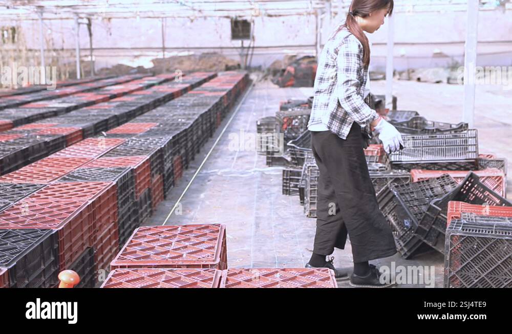 Chinese woman gardener lays empty boxes in a greenhouse Stock Video ...